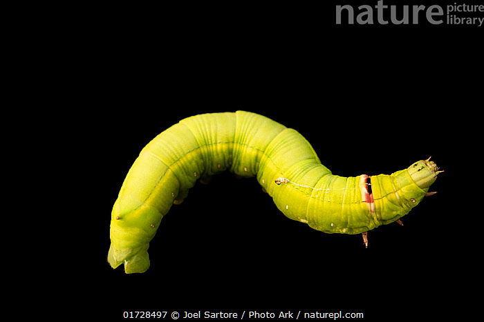 Stock photo of Ello sphinx moth (Erinnyis ello) caterpillar, portrait ...