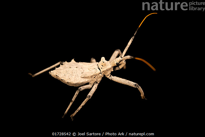 Stock photo of White assassin bug (Harpactor angulosus) nymph, portrait ...