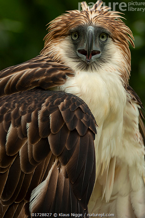 Stock photo of Philippine eagle (Pithecophaga jefferyi) looking around ...