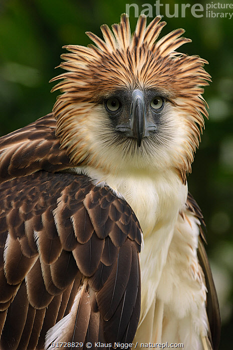 Stock photo of Philippine eagle (Pithecophaga jefferyi) looking around ...