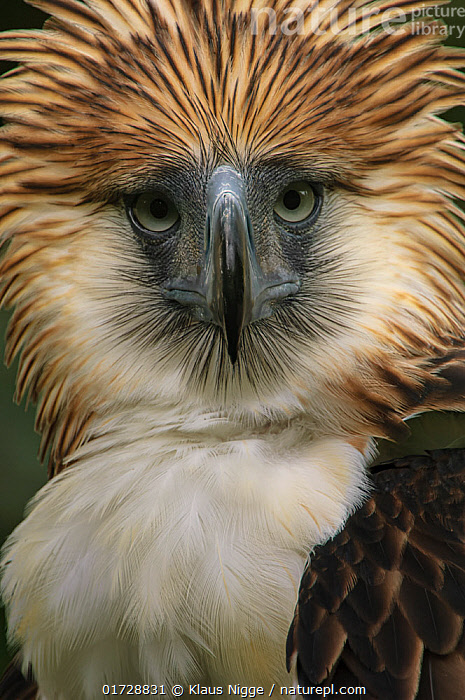 Stock photo of Philippine eagle (Pithecophaga jefferyi) looking forward ...