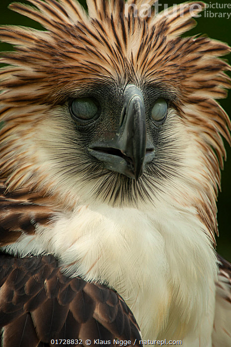 Stock photo of Philippine eagle (Pithecophaga jefferyi) blinking with ...