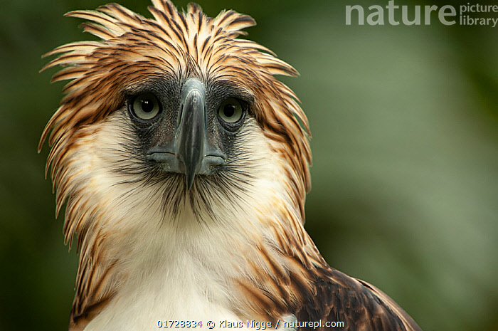 Stock photo of Philippine eagle (Pithecophaga jefferyi) looking ...