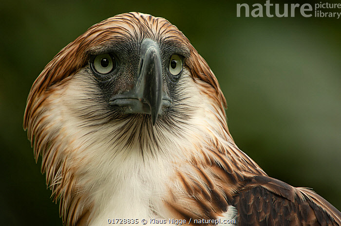 Stock photo of Philippine eagle (Pithecophaga jefferyi) looking around ...