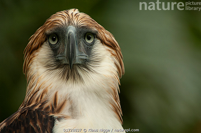 Stock photo of Philippine eagle (Pithecophaga jefferyi) looking around ...