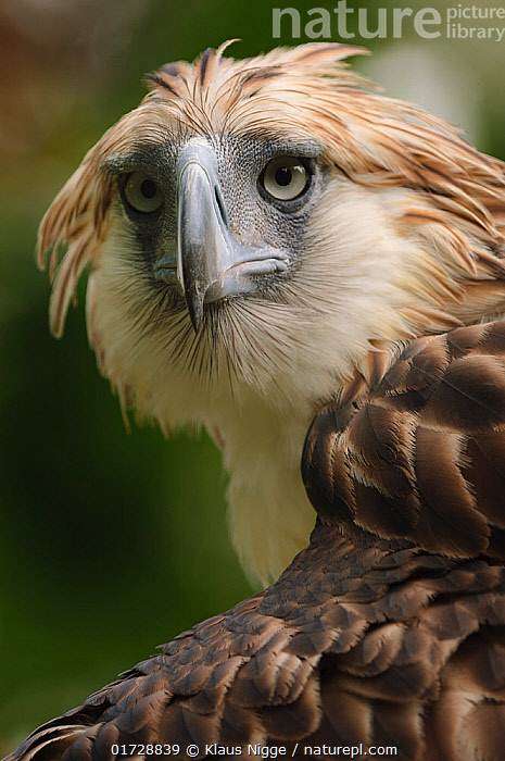 Stock photo of Philippine eagle (Pithecophaga jefferyi) close-up ...