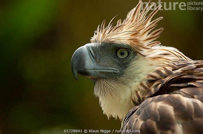 Stock photo of Philippine eagle (Pithecophaga jefferyi) looking around ...