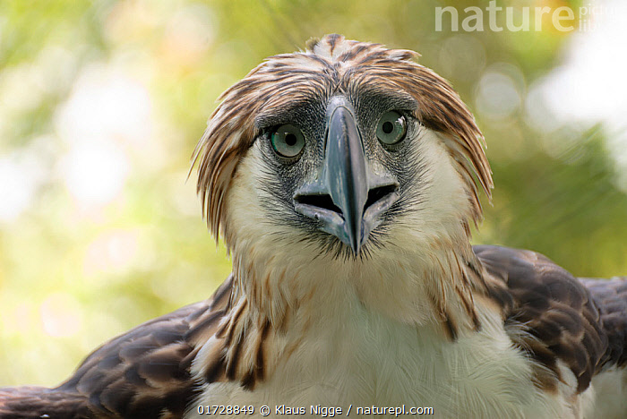 Stock photo of Philippine eagle (Pithecophaga jefferyi) close-up ...