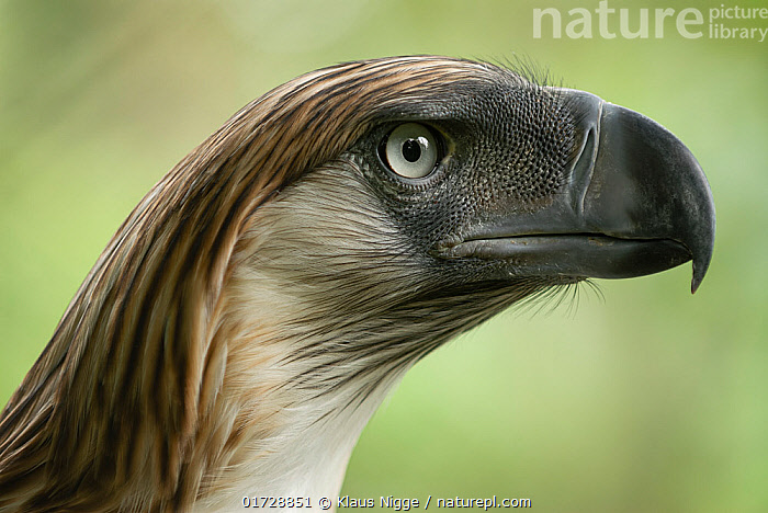 Stock photo of Close-up of Philippine eagle's (Pithecophaga jefferyi ...