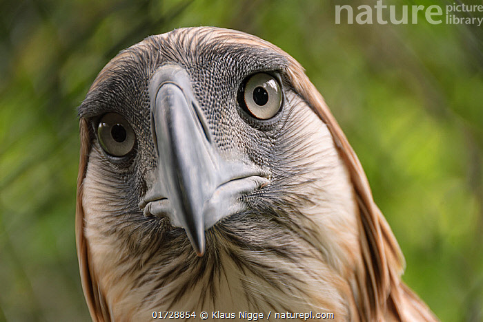 Stock photo of Philippine eagle (Pithecophaga jefferyi) close-up ...