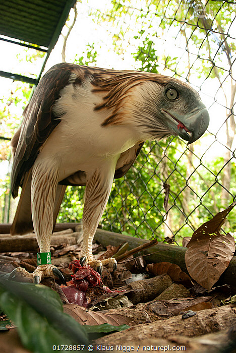 Philippine Eagle Size