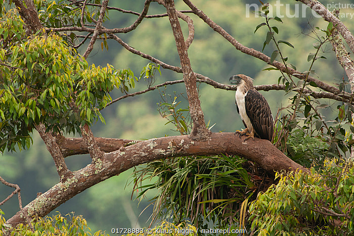 Stock photo of Philippine eagle (Pithecophaga jefferyi) male perched on ...