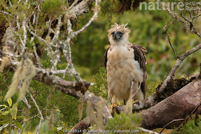 Stock photo of Philippine eagle (Pithecophaga jefferyi) female perching ...