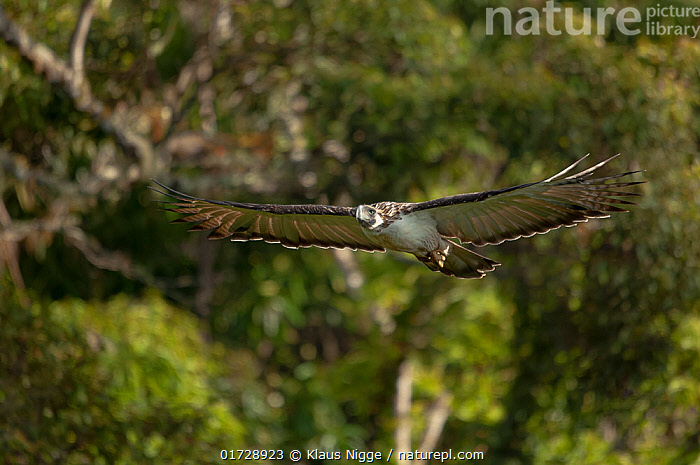 Stock photo of Philippine eagle (Pithecophaga jefferyi) female in ...