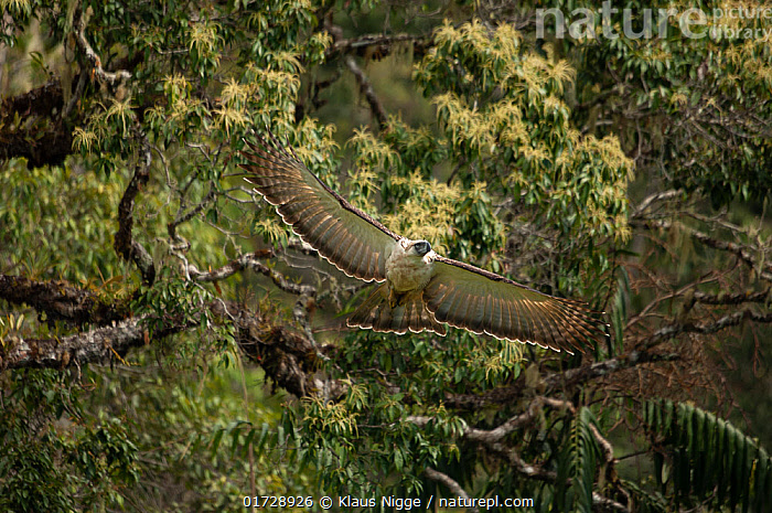 Stock photo of Philippine eagle (Pithecophaga jefferyi) female in ...