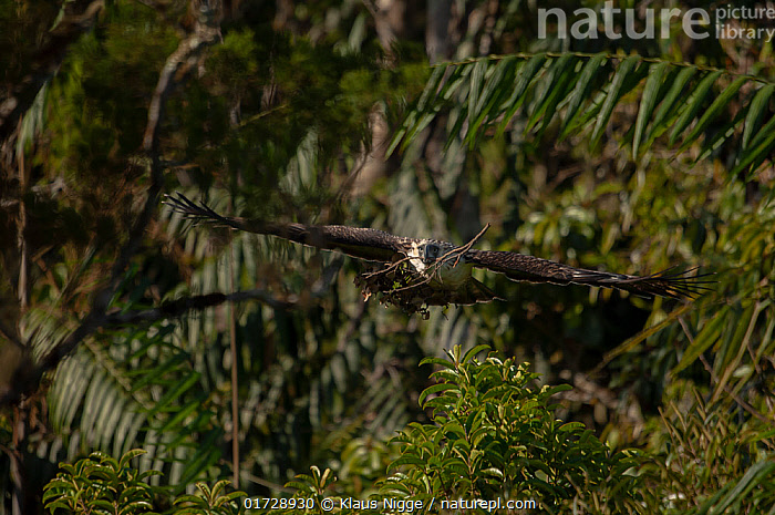 Stock photo of Philippine eagle (Pithecophaga jefferyi) female flying ...