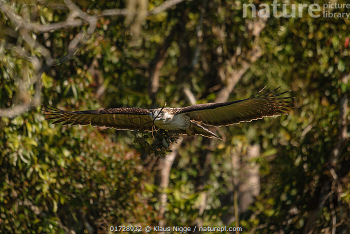 Stock photo of Philippine eagle (Pithecophaga jefferyi) female flying ...
