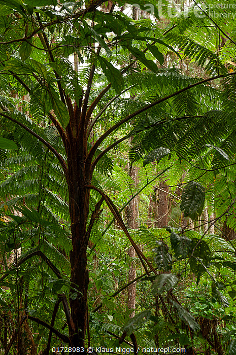 Stock photo of Tree fern (Cyathea sp.) in rainforest, Kitanglad ...