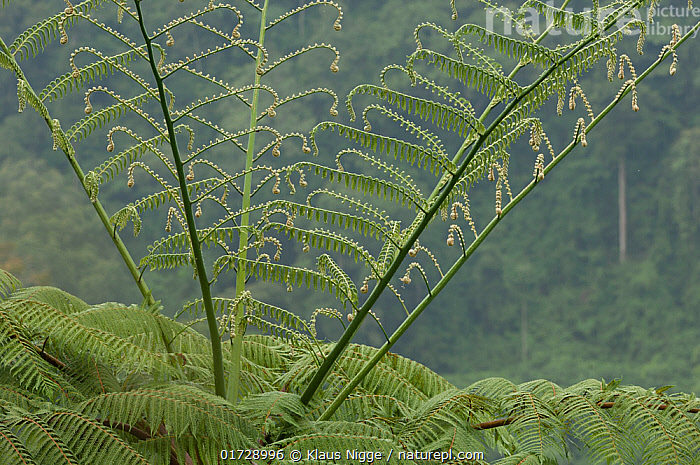 Stock photo of Tree fern (Cyathea sp.) leaves, Mount Apo area, Mindanao ...