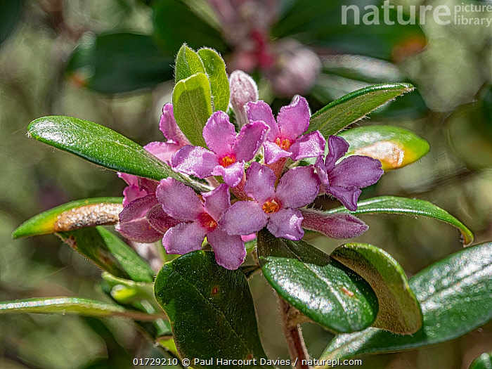 Stock photo of Silky daphne (Daphne sericea) in flower, Gargano, Puglia ...