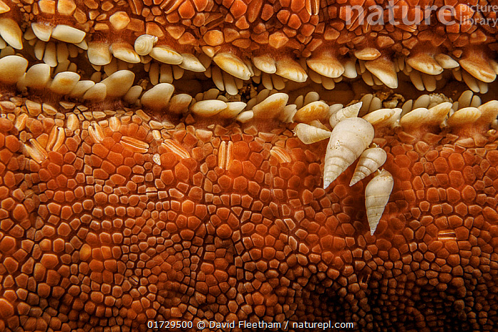 Stock photo of Close up view of five parasitic snails (Eulimidae ...