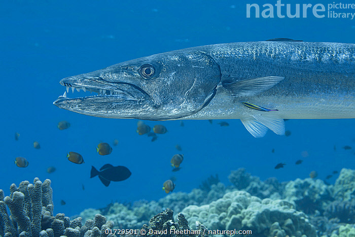 Stock photo of Great barracuda (Sphyraena barracuda) swimming over ...