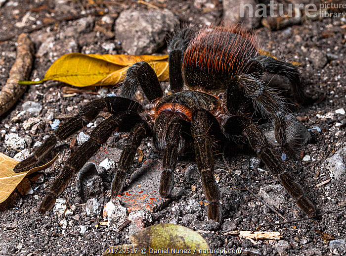 Stock photo of Mexican red rump tarantula (Tliltocatl vagans) portrait ...