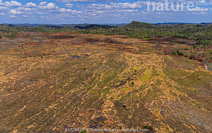 Stock photo of Aerial view of deforestation in the Maya Bioshpere ...