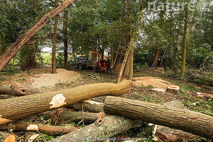 Stock photo of Felled trunks of Ash (Fraxinus excelsior) trees with Ash ...