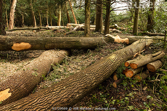 Stock photo of Felled trunks of Ash (Fraxinus excelsior) trees with Ash ...