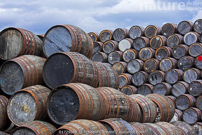 Stock photo of Stacks of discarded whisky barrels, Speyside Cooperage ...