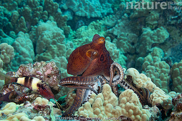 Stock photo of Day octopus (Octopus cyanea) hunting on coral reef with ...