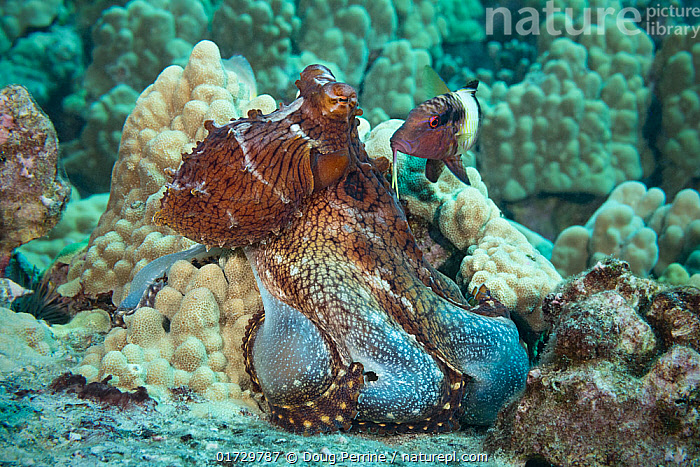 Stock photo of Day octopus (Octopus cyanea) hunting on coral reef ...