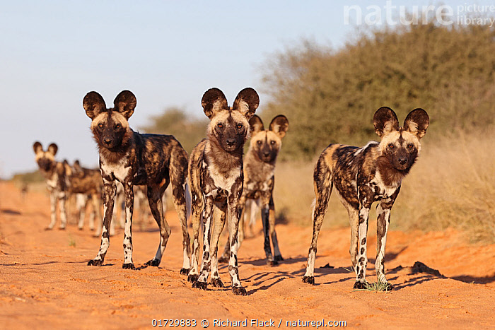 Wild Dog Pack Hunting African Wild Dog Fact Sheet | Blog | Nature