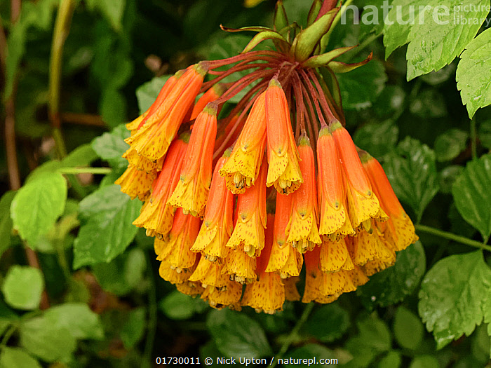 Stock photo of Trailing Lily (Bomarea multiflora) in flower ...
