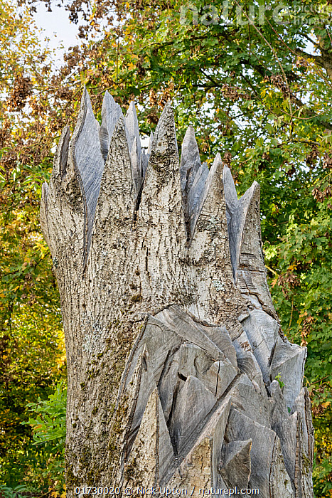 Stock photo of Dead tree left with a standing trunk, deep coronet cuts ...