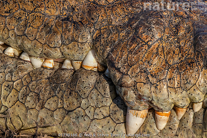 Stock photo of Nile crocodile (Crocodylus niloticus) teeth detail ...