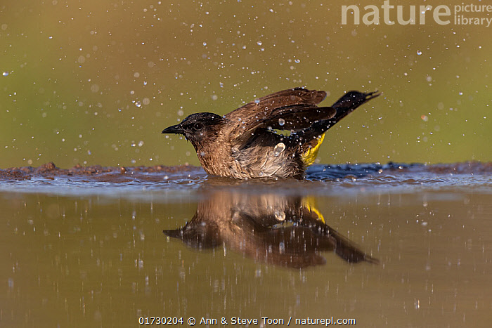 Stock photo of Dark-capped bulbul (Pycnonotus tricolor) bathing in ...