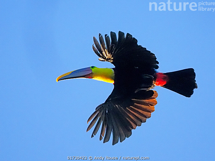 Toucan In Flight