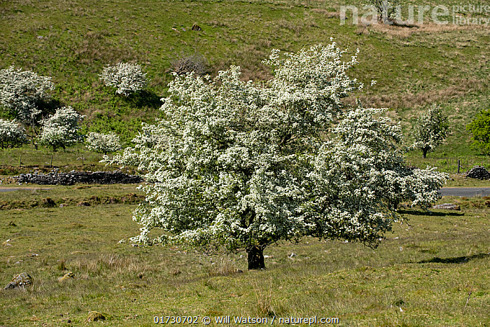 Stock photo of Hawthorn (Crataegus monogyna) in blossom, Afon Senni ...