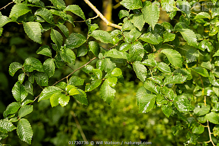 Ulmus Minor Species Information