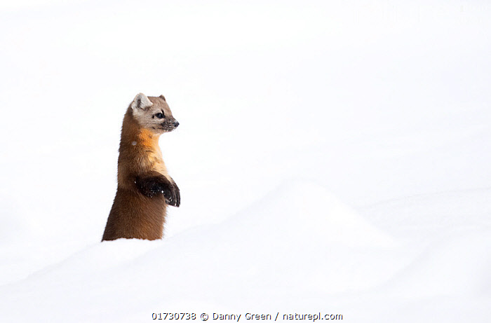 Stock photo of American pine marten (Martes americana) standing on hind ...