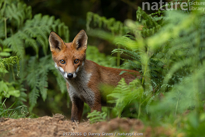 Stock photo of Red fox (Vulpes vulpes) cub standing among Bracken (Pteridium aquilinum ...