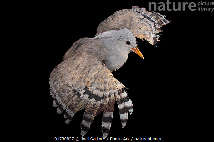 Stock photo of Kagu (Rhynochetos jubatus) spreading its wings, portrait ...