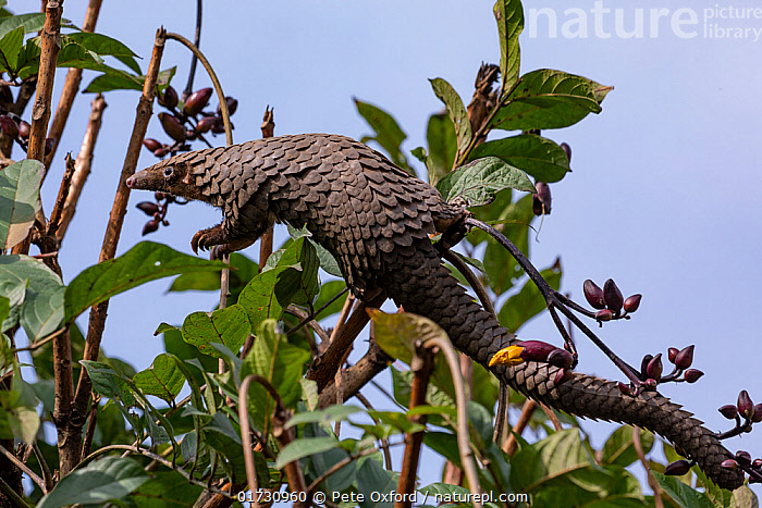 Stock photo of Tree pangolin (Phataginus tricuspis) climbing in tree ...