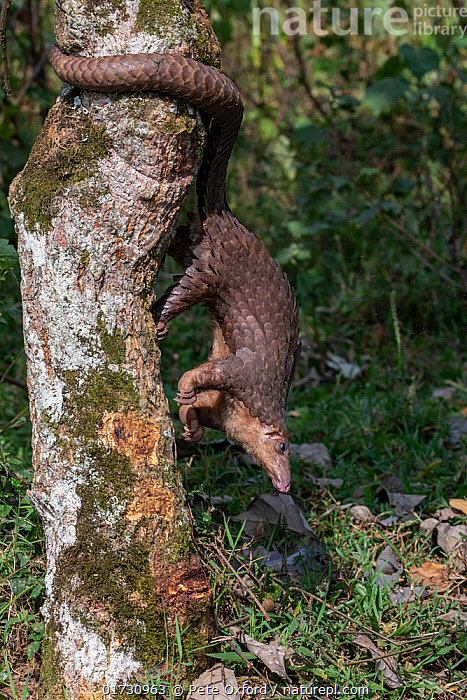 Stock photo of Tree pangolin (Phataginus tricuspis) climbing down tree ...