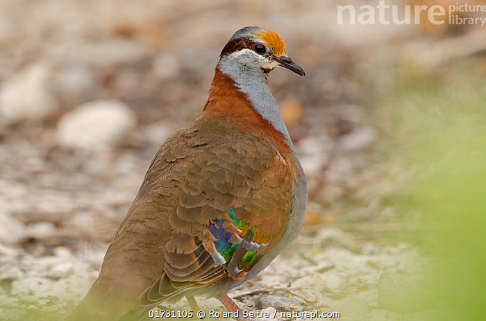 Stock photo of Brush bronzewing (Phaps elegans) portrait, Eyre bird-observatory…. Available for ...