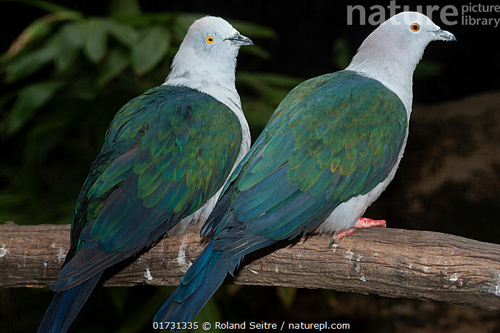 Columbidae New York And Boston Pigeons Don't Mix The New York Times