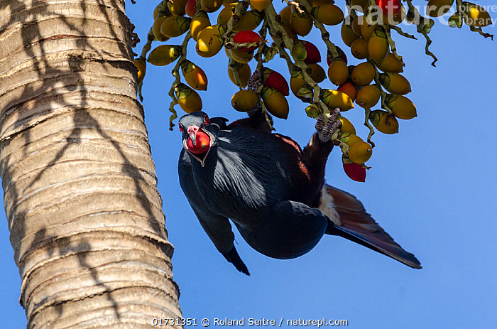 Stock photo of Chestnut-bellied pigeon (Ducula goliath) hanging upside ...