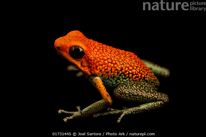 Stock photo of Granular poison dart frog (Oophaga granulifera) 'red and ...